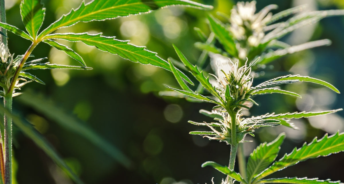 El Cáñamo o Hemp La Alternativa Verde Del Mañana